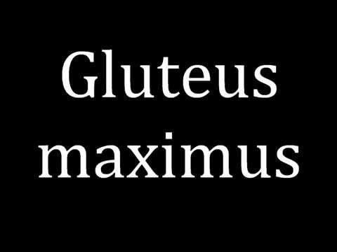 How to pronounce Gluteus maximus