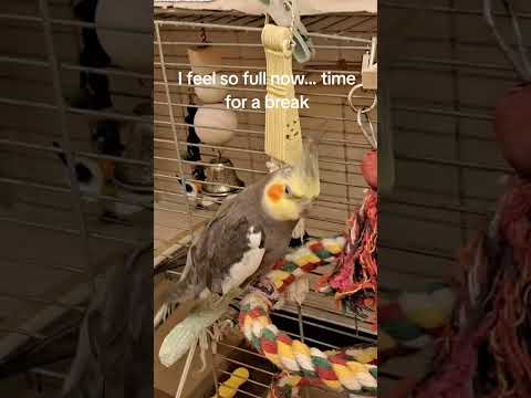 Time for break... #time #breaktime #birds #cuteanimals #fyp #fypγ·γ #viralvideo #funnyvideo