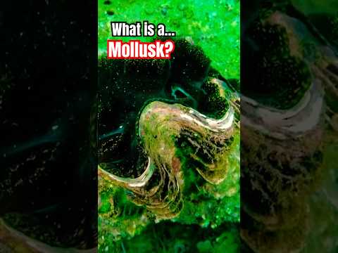 🐚 What is a Mollusk? #mollusk #mollusks #seacreatures #clams
