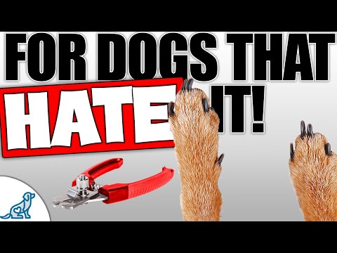Nail Clipping For Dogs That Are STRESSED!