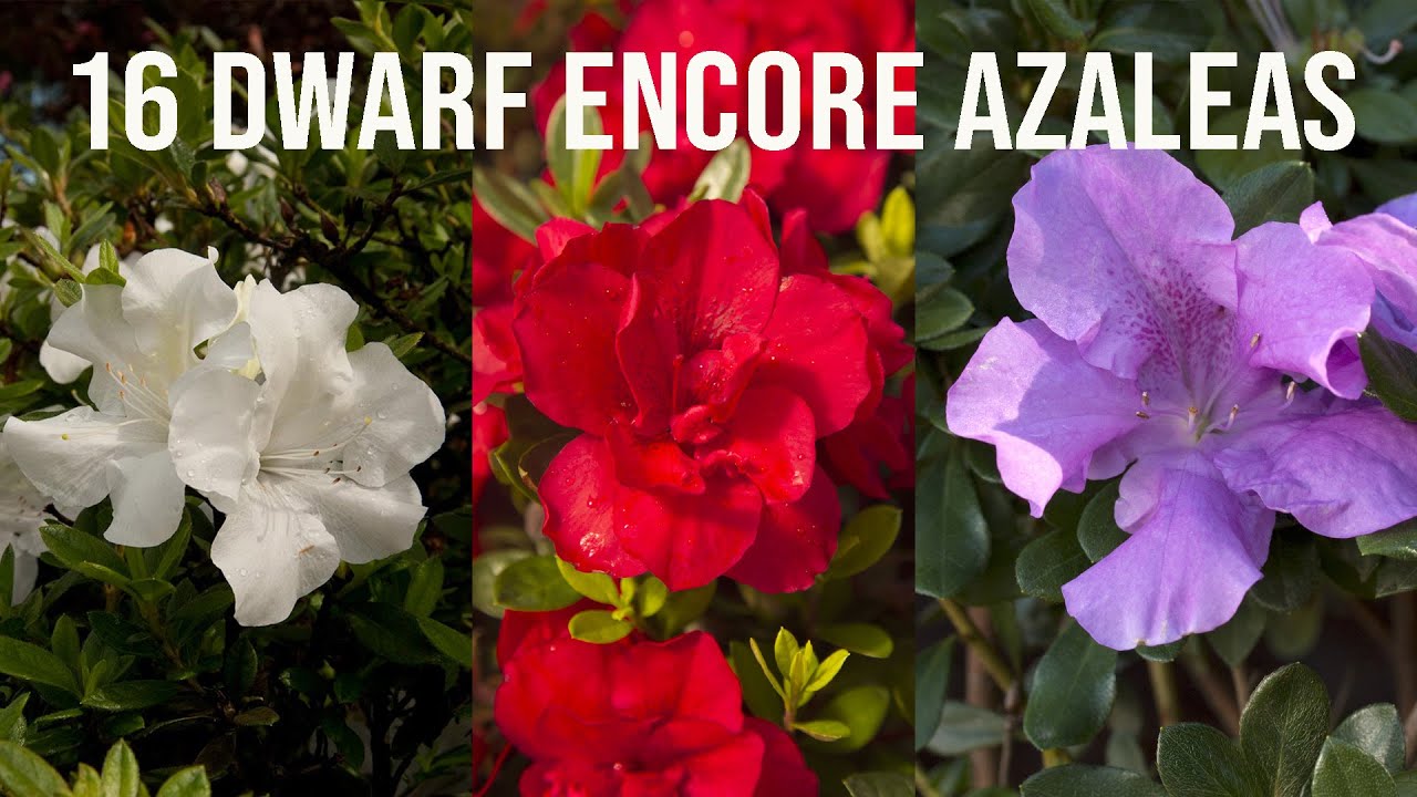 🌺16 Dwarf Encore® Azaleas