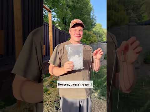 Tomato String Trellis Explained