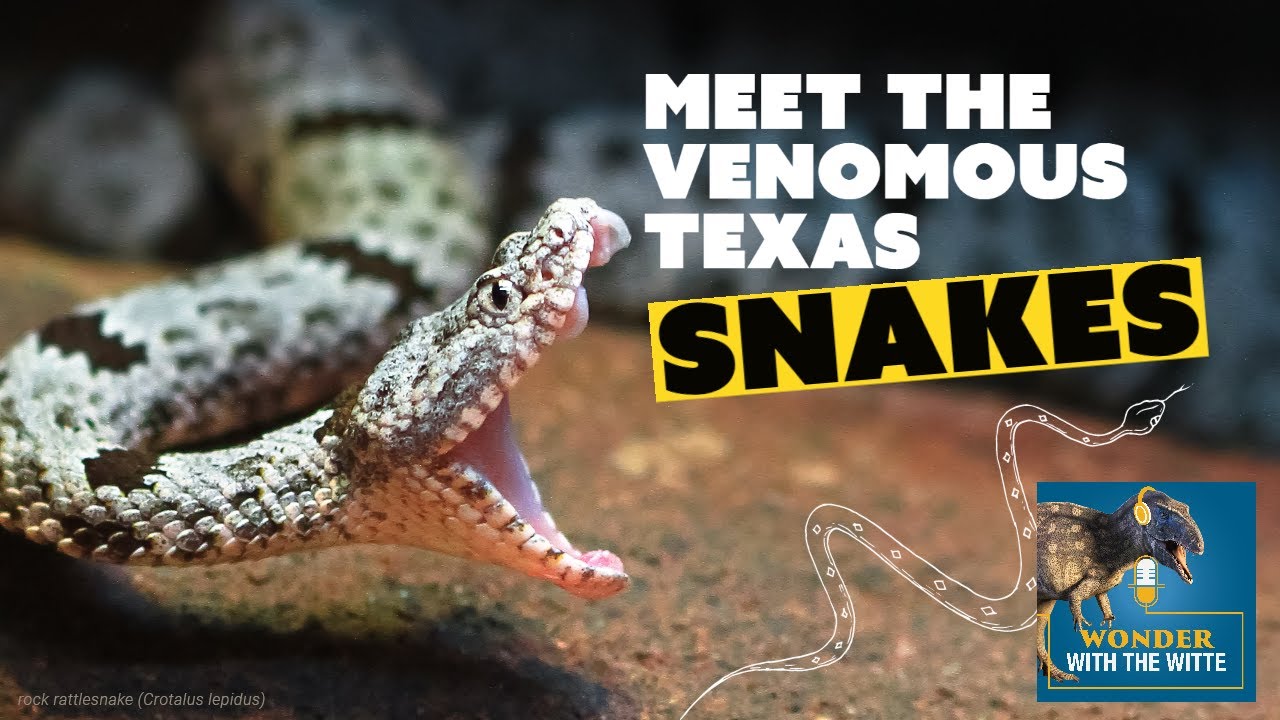 What are the four venomous snakes in Texas? ~ Wonder with the Witte Podcast