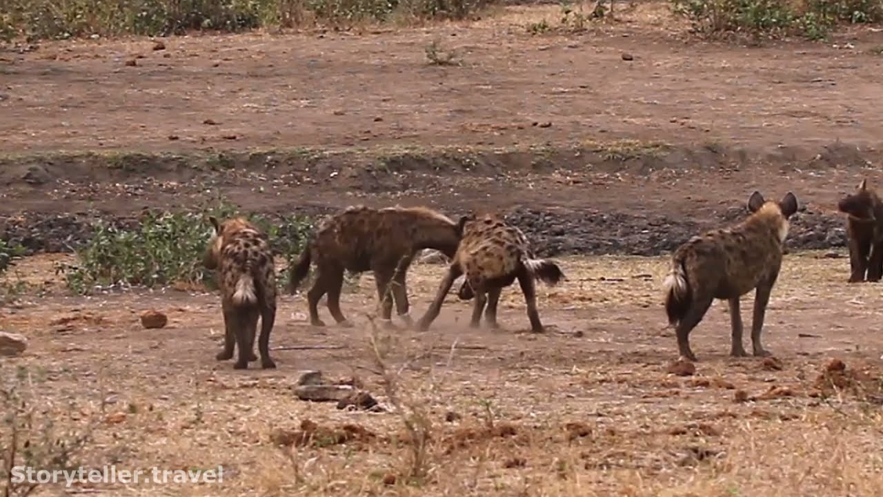 Laughing Hyena Sounds: Vocalizations
