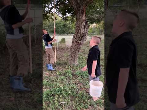 Perfect device! 🌳🌰🥜🪣#shorts #viral #trending #pecans #tree #orchard