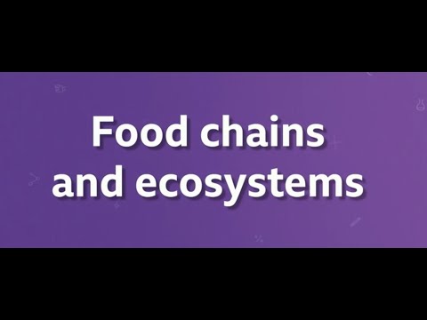 Food Chains (BBC BITESIZE KS3 BIOLOGY)
