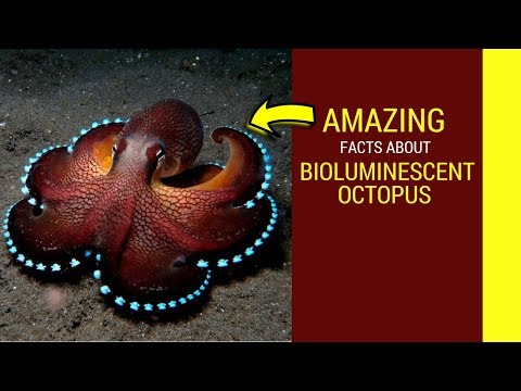 bioluminescent octopus facts for kids Amazing facts about octopus