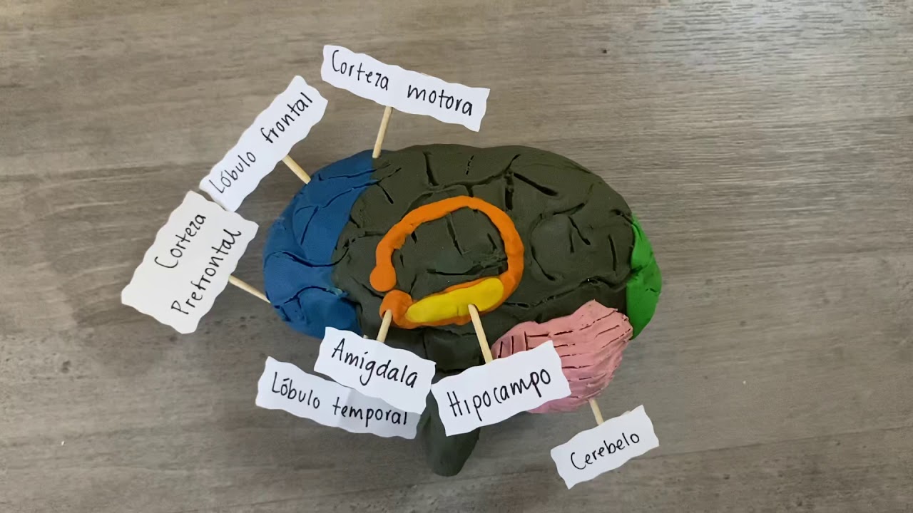 ESTRUCTURAS DE LA MEMORIA