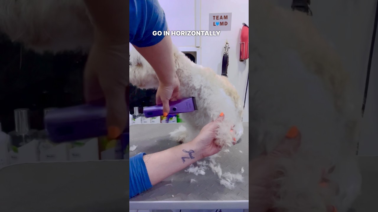 ⭐️HIT LIKE ON THIS ONE!⭐️ I use a #10 blade for this. #lovemud #doggroomingtips #prodoggroomer #dog