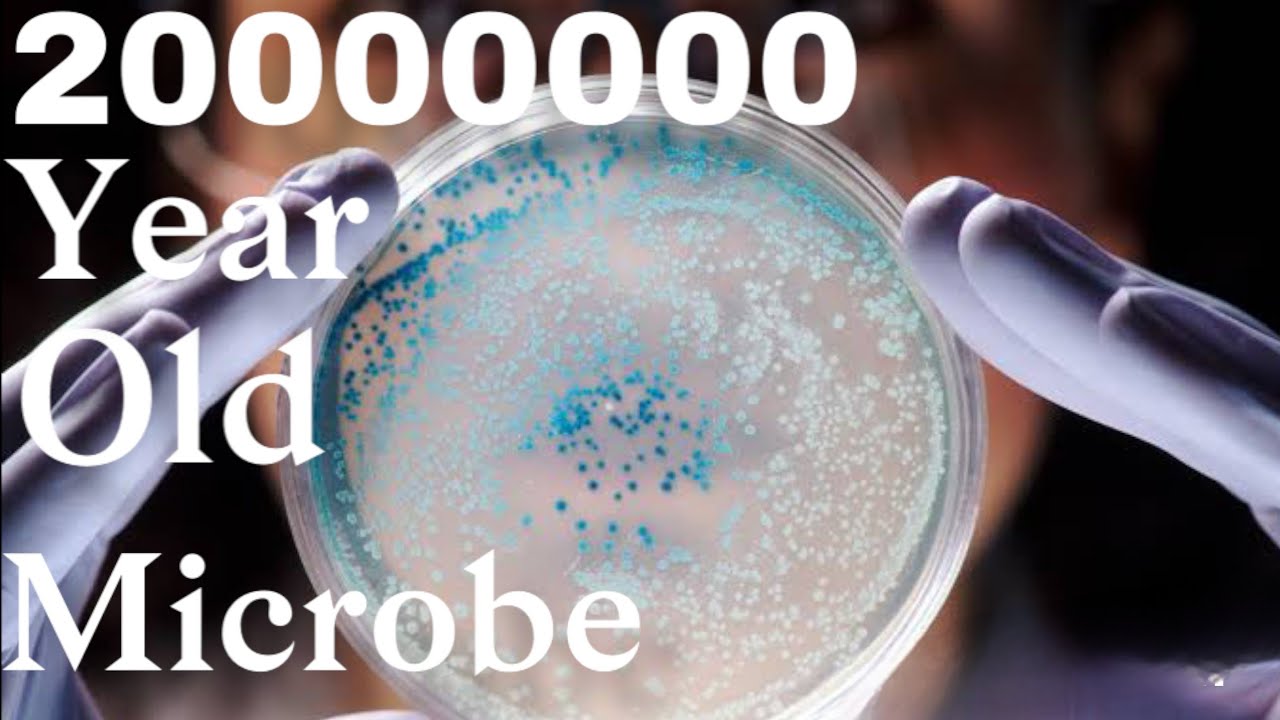 World's Toughest Bacterium : Deinococcus radiodurans