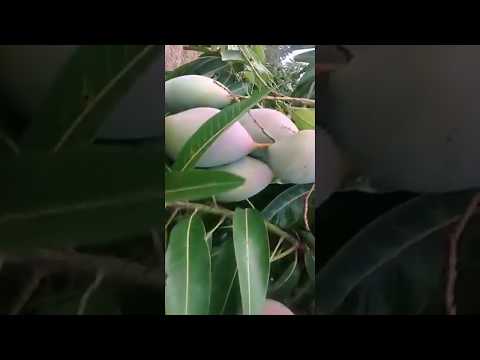How to buy mangoes online?|www.salemmango.com