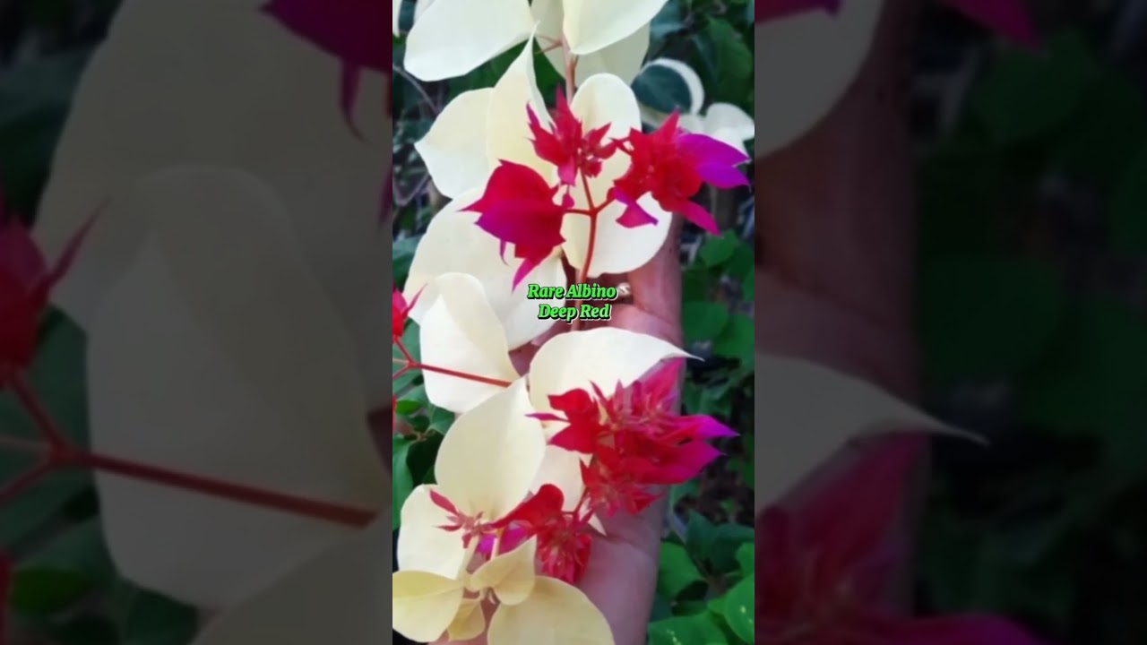 SUPER RARE BOUGAINVILLEA #shorts #shortvideo #flowers #plants #rare