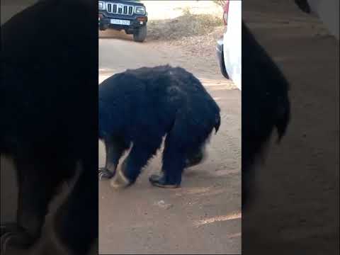 Aggressive Sloth Bear Attack