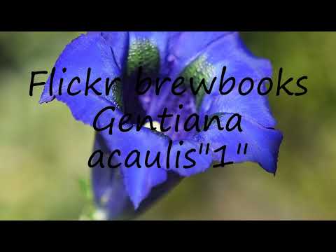 How to pronounce Flickr brewbooks Gentiana acaulis"1" in English?