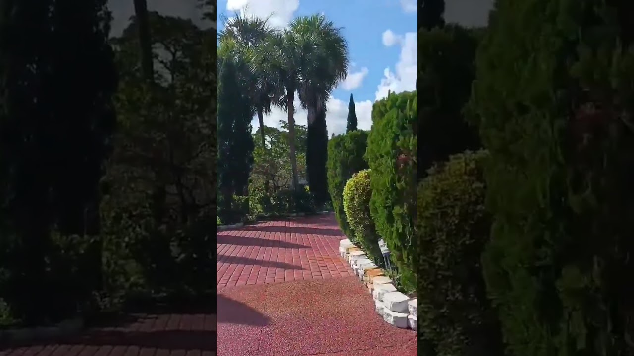 Italian cypress tree
