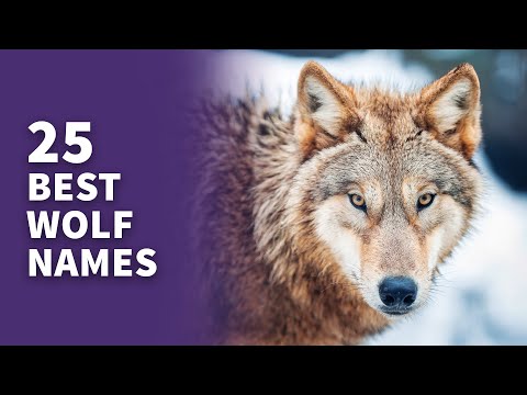 25 BEST WOLF NAMES