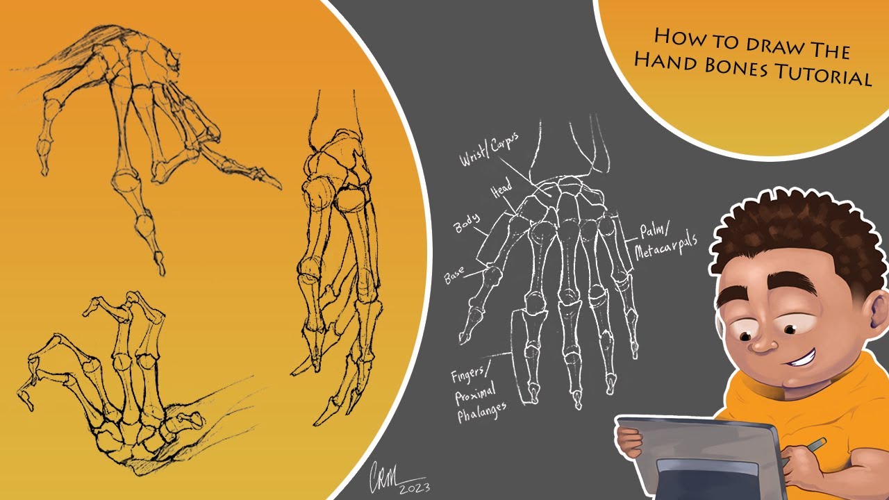 How To Draw The Hand Bones Tutorial | Using Simple Shapes