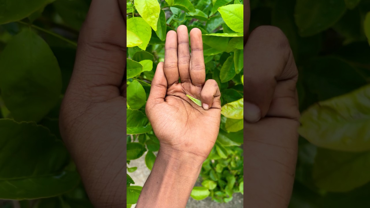 Leaf beetle from ASIA🪲#beetle #insects#nature