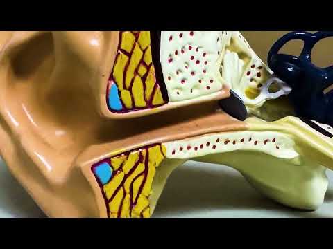 Pediatrician Seeing More Patients with Swimmer’s Ear in Santa Barbara