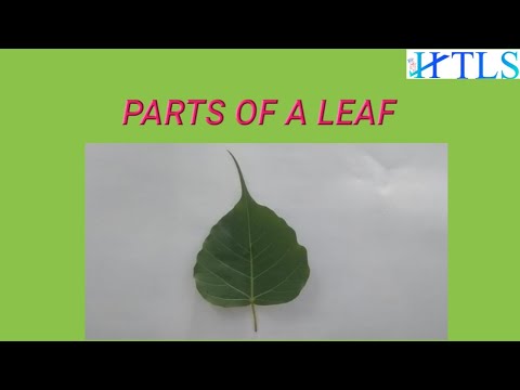 Parts of a leaf in Tamil.