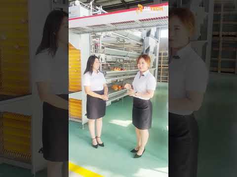 H Type Automatic Layer Equipment | layer poultry farm design - RETECH Farming