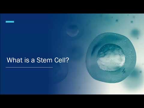 Autologous Stem Cell Transplant: Timeline, Procedure, and Recovery