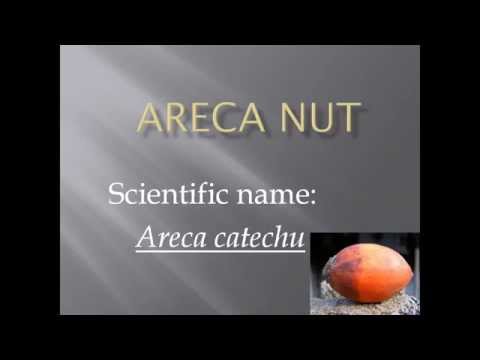 Pronunciation, Picture and Scientific name of fruit ARECA NUT