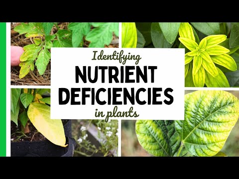 Nutrient Deficiencies In Plants - What You Need To Know