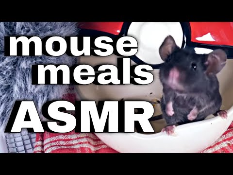 Fancy Mouse Meals ASMR | Sony PCM-D100