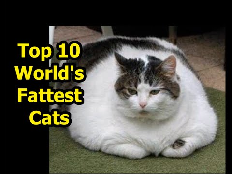 The World's Fattest Cats ★★ GUINNESS WORLD RECORDS★★