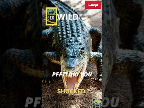 SHOCKING-INTERSESTING AND AMAZING CROCODILE FACTS #animaldocumentary #animalfacts