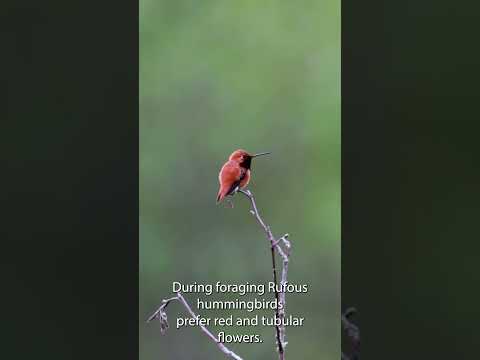 Rufous Hummingbird interesting facts