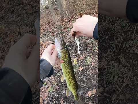 Pickerel on Ultralight Tackle