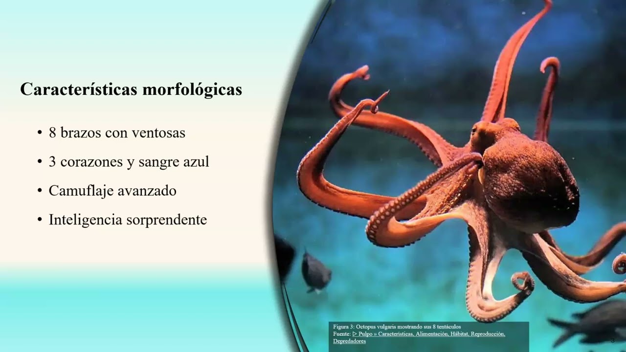 Animal Invertebrado: El Pulpo Común (Octopus vulgaris)