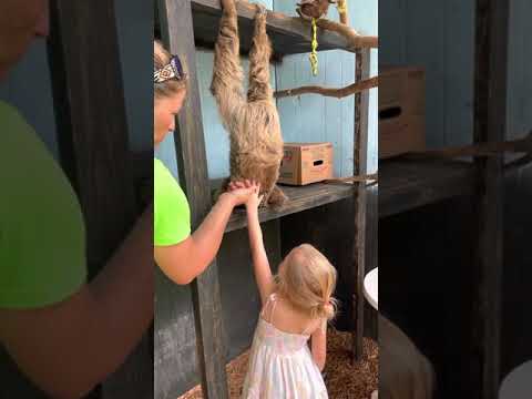Just an everyday sloth encounter