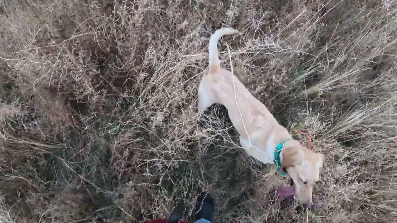 Eastern Oregon Pheasant Hunt