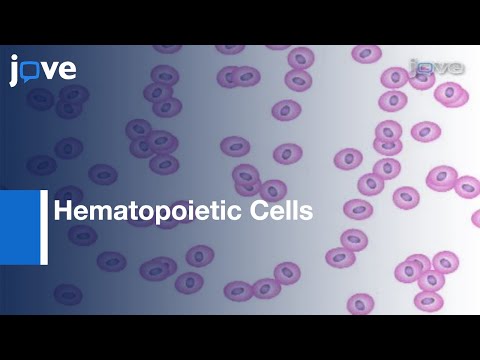 Homing Of Hematopoietic Cells To Bone Marrow l Protocol Preview