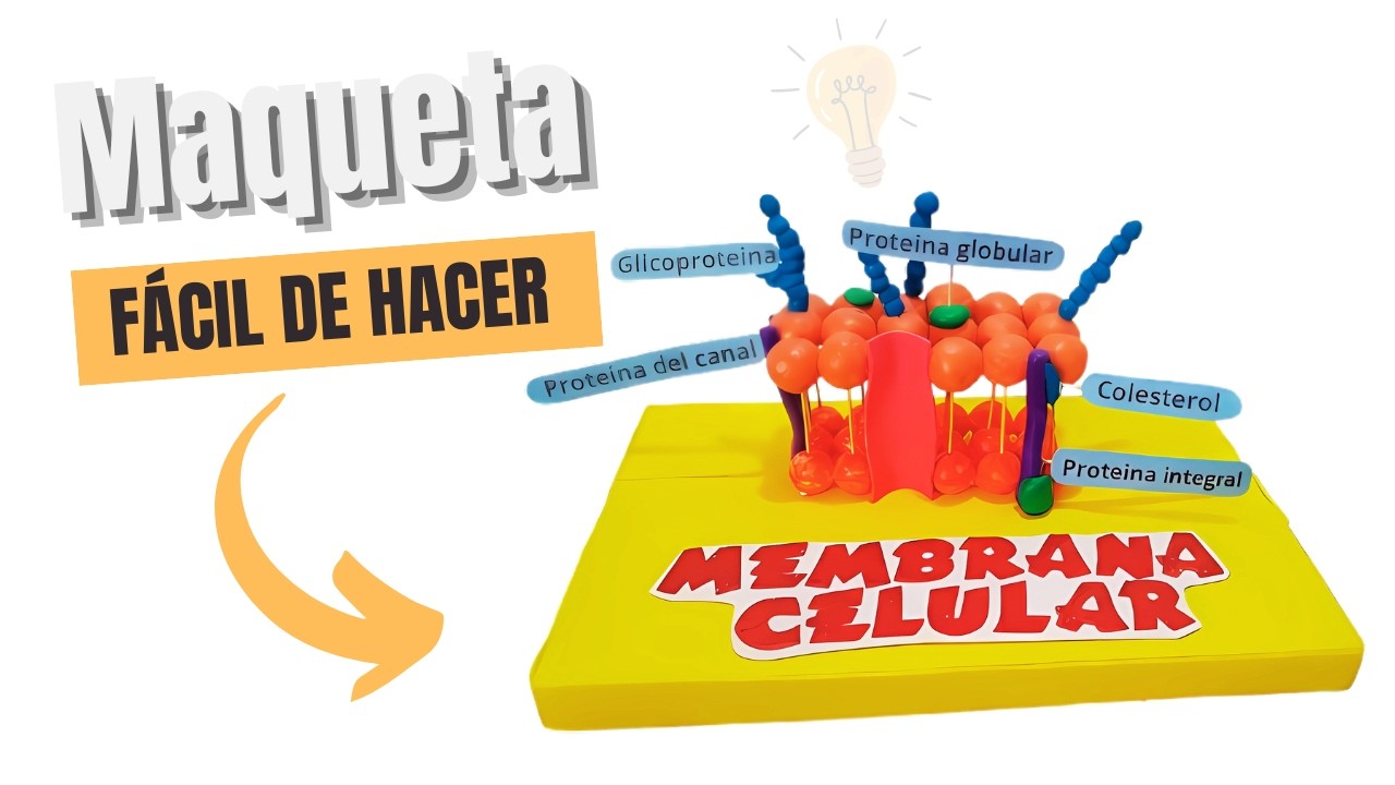 Cell Membrane Model Step by Step | Easy and Creative School Craft