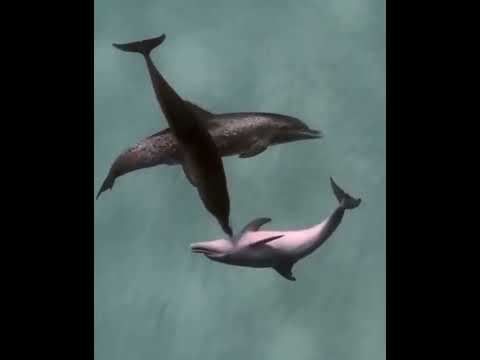Dolphin aesthetics 🤌🏼Words will be superfluous here Watch and enjoy, guys We get relaxation for