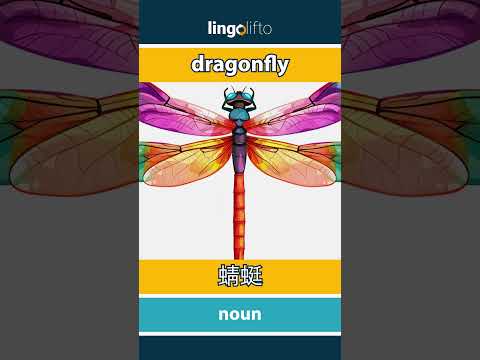 🇬🇧🇨🇳 dragonfly - 蜻蜓 : vocabulary builder : learn English : 让我们学习英语