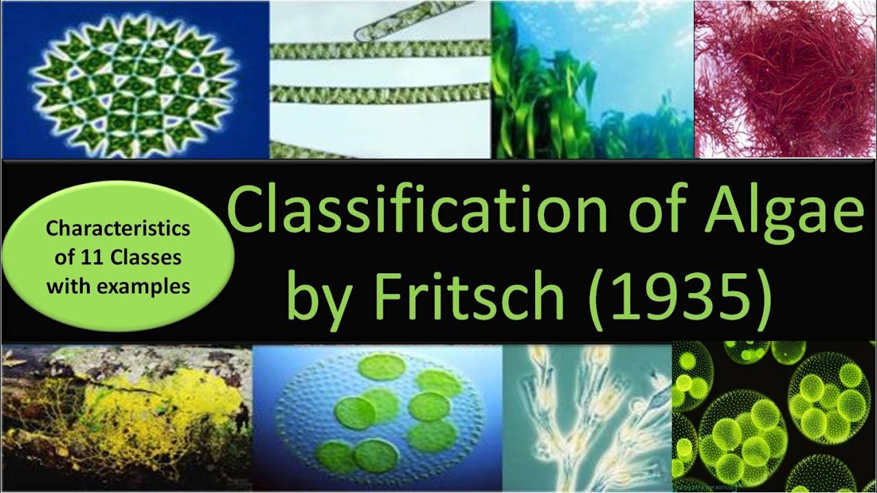 Classification of Algae by Fritsch || 11 classes with characteristics and examples
