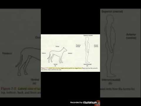 Dorsal & ventral definition ,human cavity location in the body