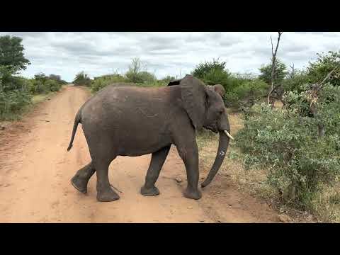 Surrounded by elephants on a game drive