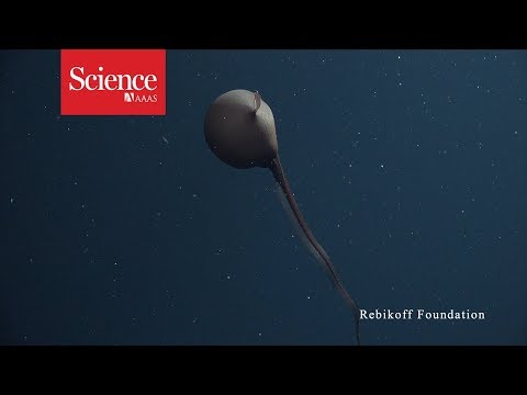 The remarkable pelican eel – Why Evolution Is True