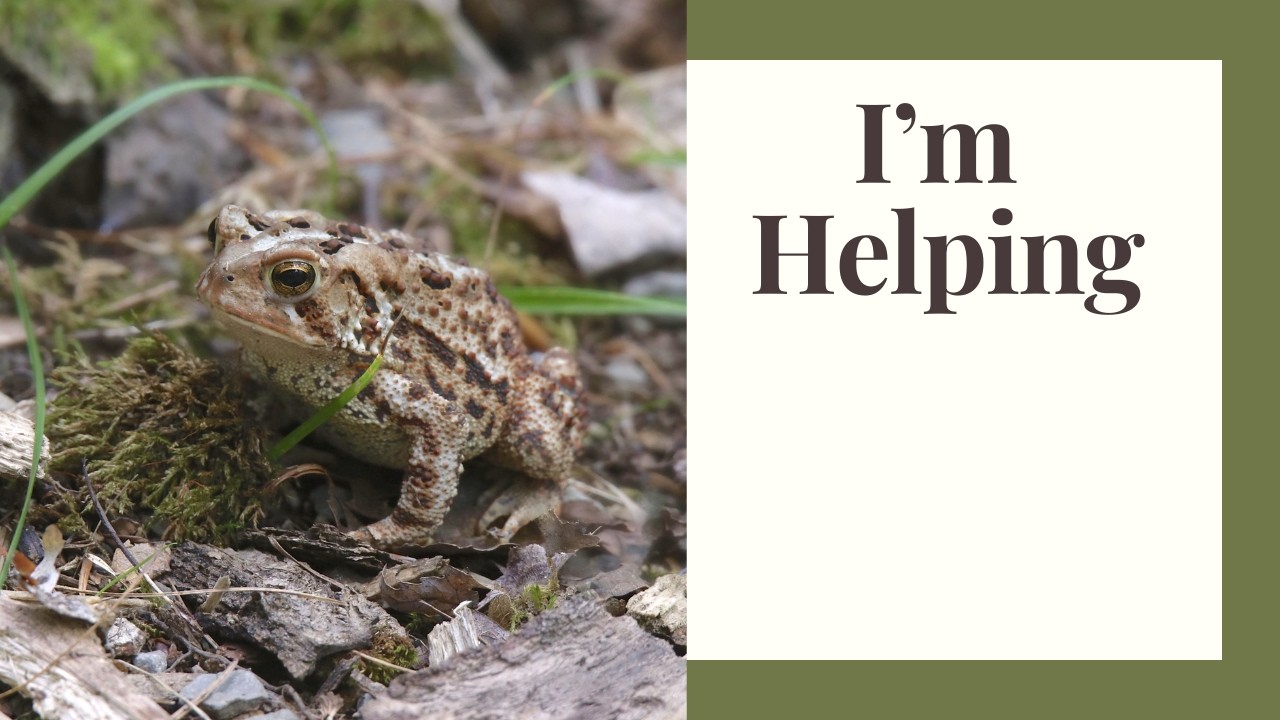 From Tadpole to Toad, The American Toad Life Cycle PLUS Garden Benefits