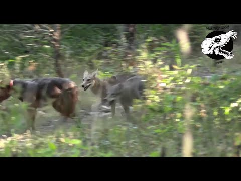 Coyotes Decoyed In The Woods - Coyote Hunting With Decoy Dog