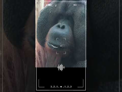 RARE!!SUMATRAN Orangutan | endangered species #travel #destination #shorts #orangutan #summer l