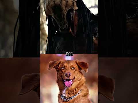 Feral Predator vs Real Life