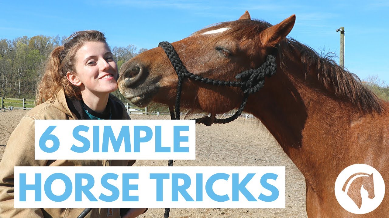 How to Teach Your Horse Tricks (6 Simple Tricks)