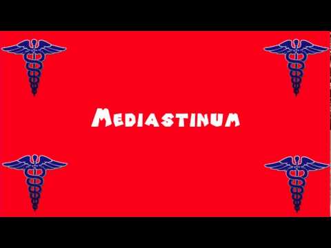 Pronounce Medical Words ― Mediastinum